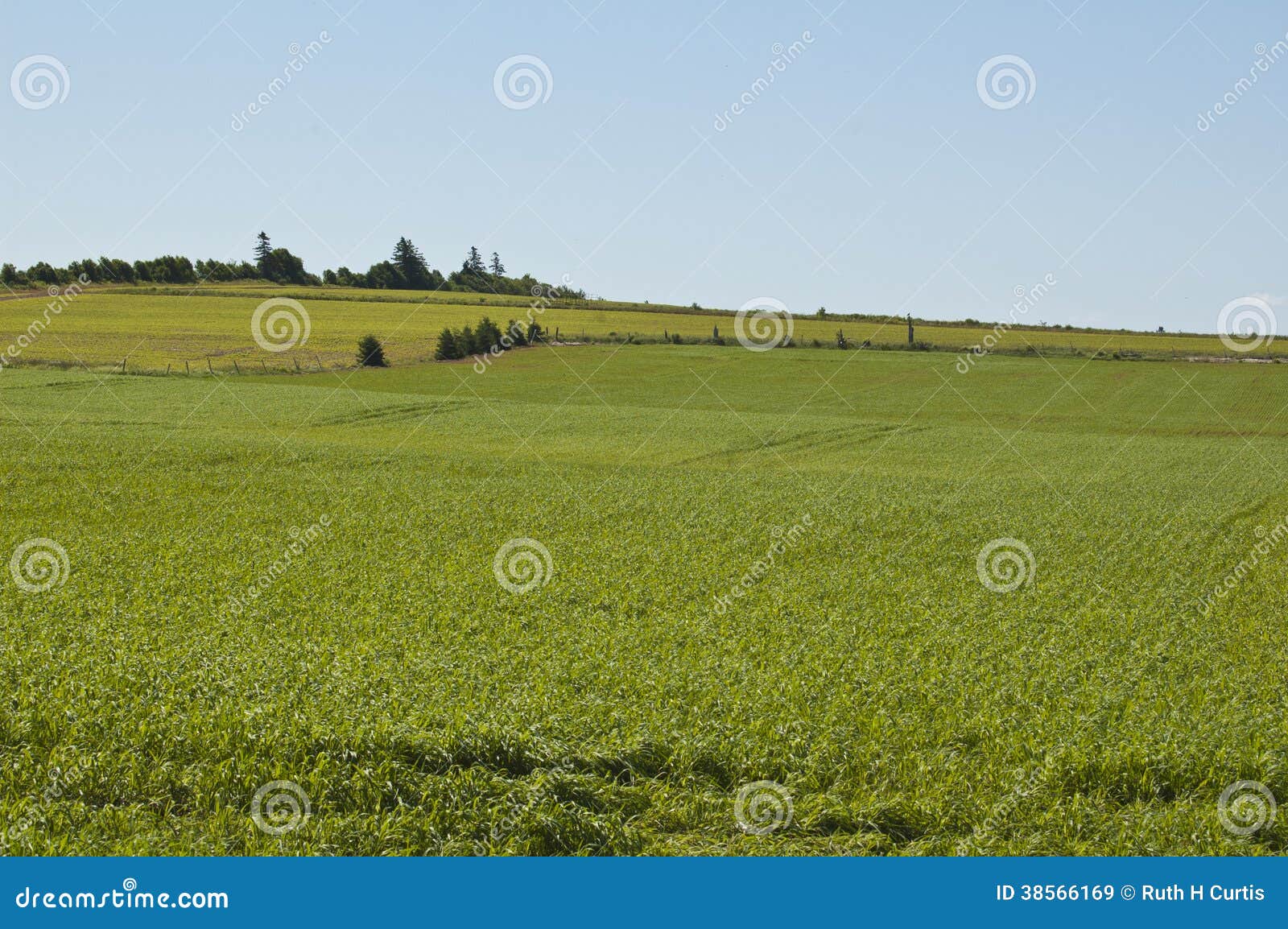Field of Crops stock image. Image of scenic, summer, crops - 38566169