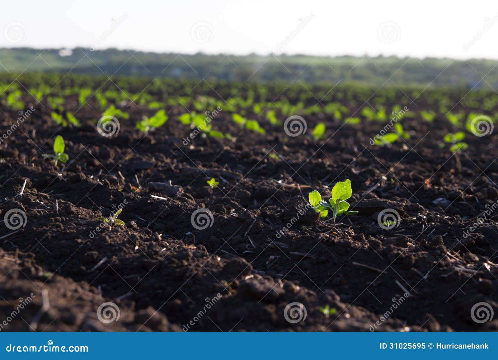 Field of Crops Become Ripe Under the Sun Stock Image - Image of grain ...