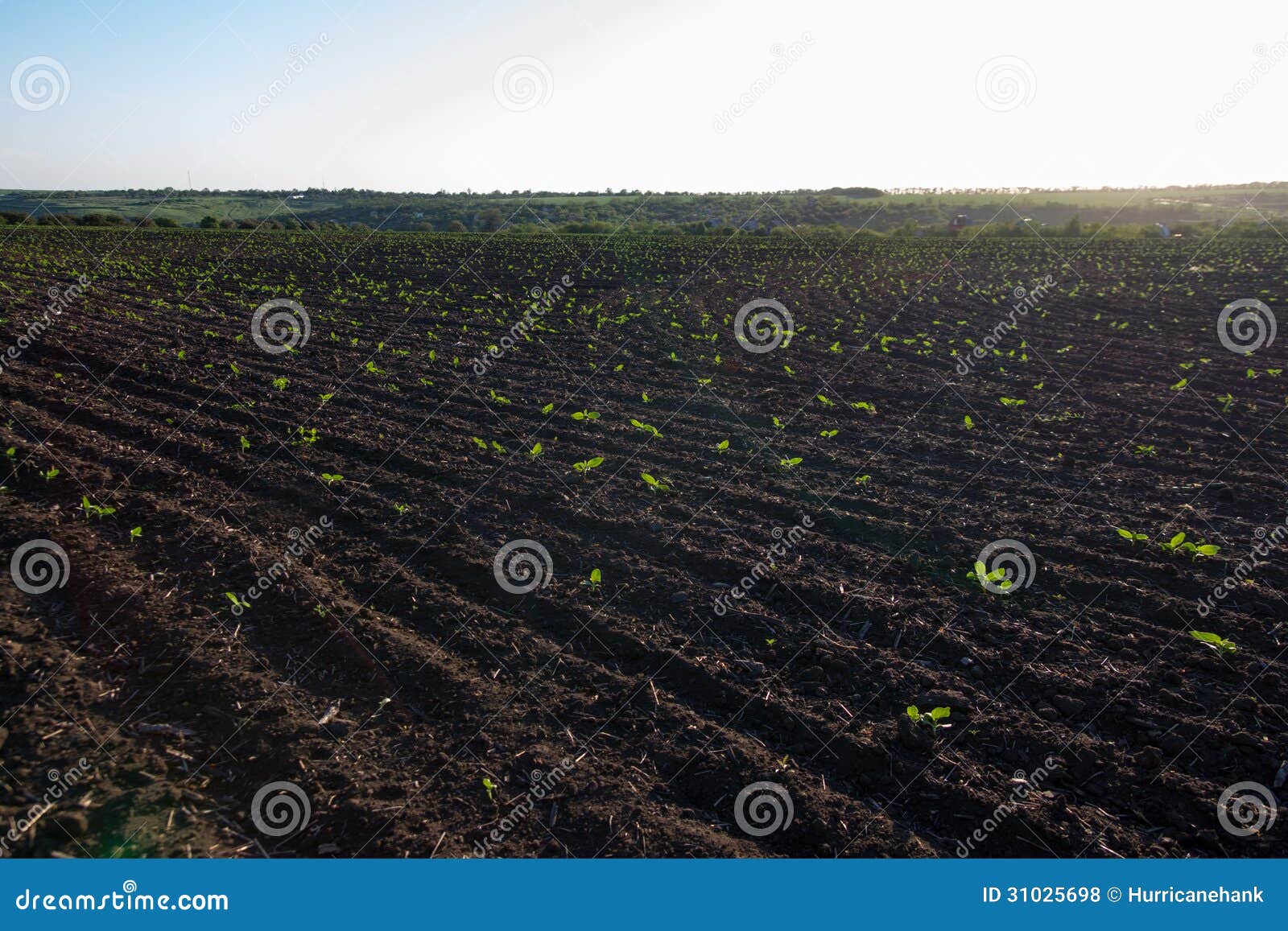 Field of Crops Become Ripe Under the Sun Stock Photo - Image of seed ...