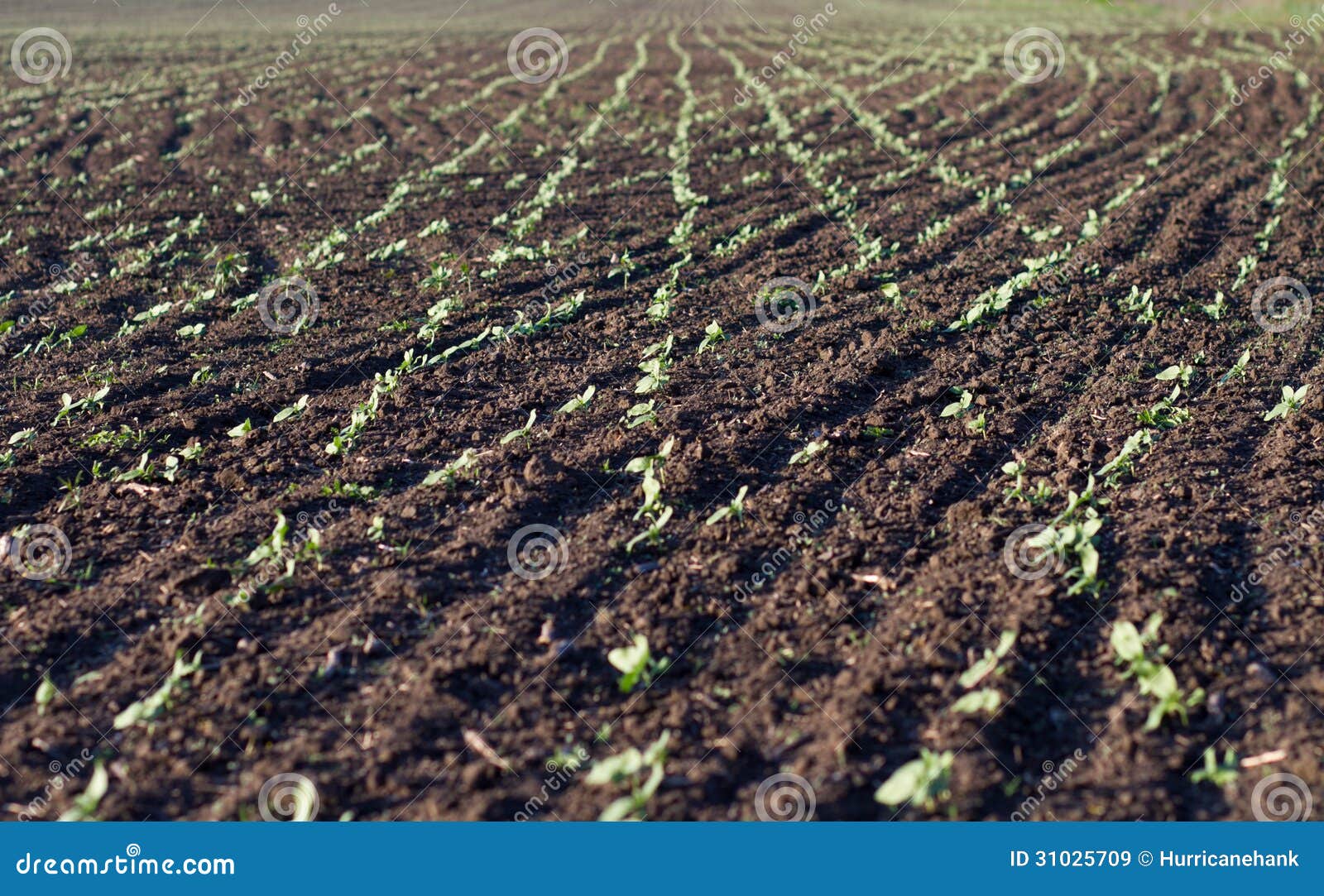 Field of Crops Become Ripe Under the Sun Stock Image - Image of rows ...