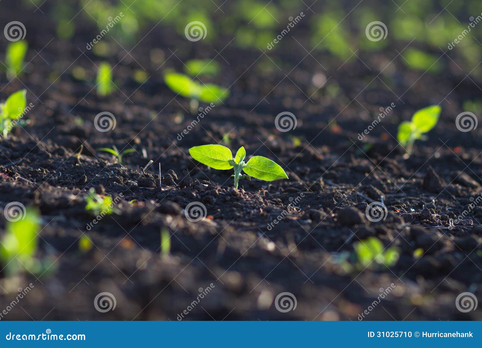 Field of Crops Become Ripe Under the Sun Stock Photo - Image of nature ...