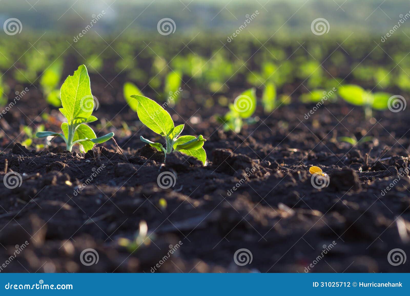 Field of Crops Become Ripe Under the Sun Stock Photo - Image of scape ...