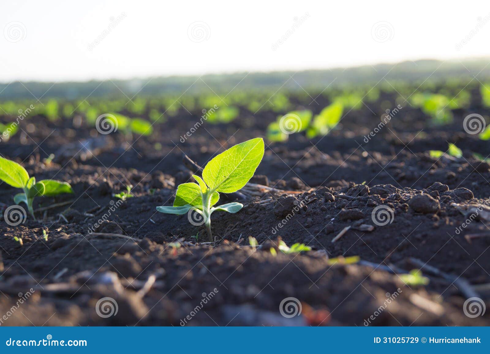 Field of Crops Become Ripe Under the Sun Stock Image - Image of food ...