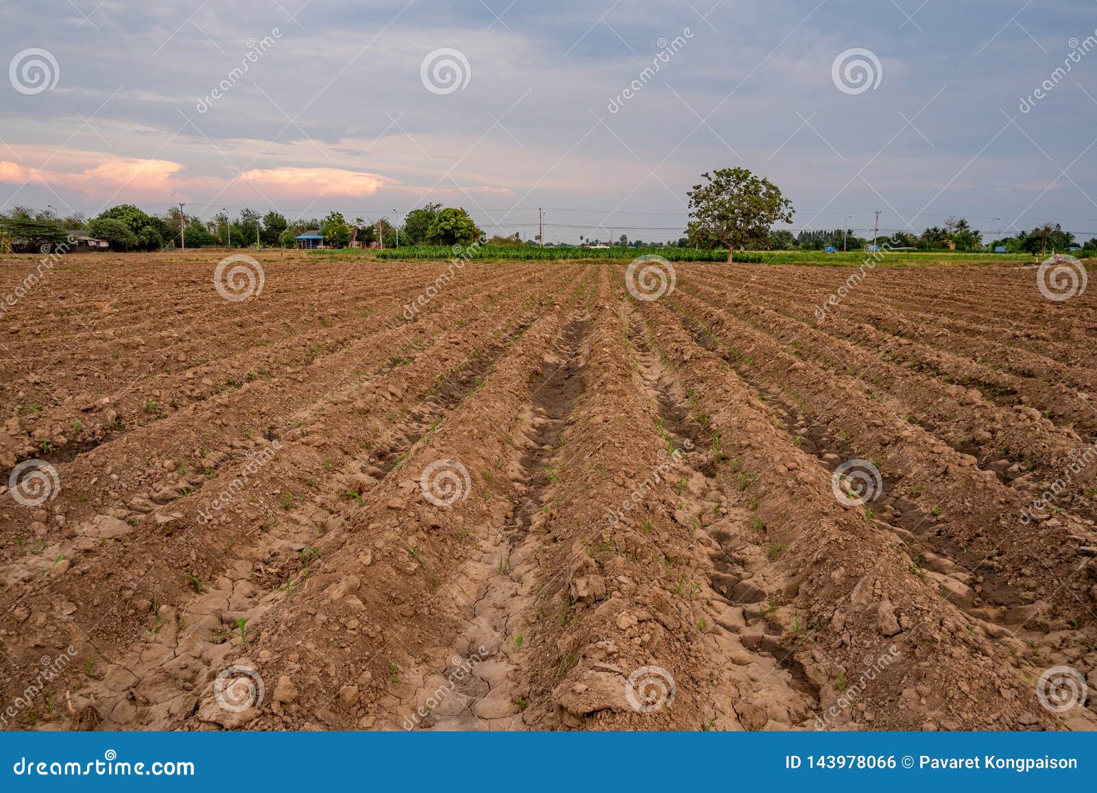Field Crops for Cultivation Stock Photo - Image of planting, shot ...