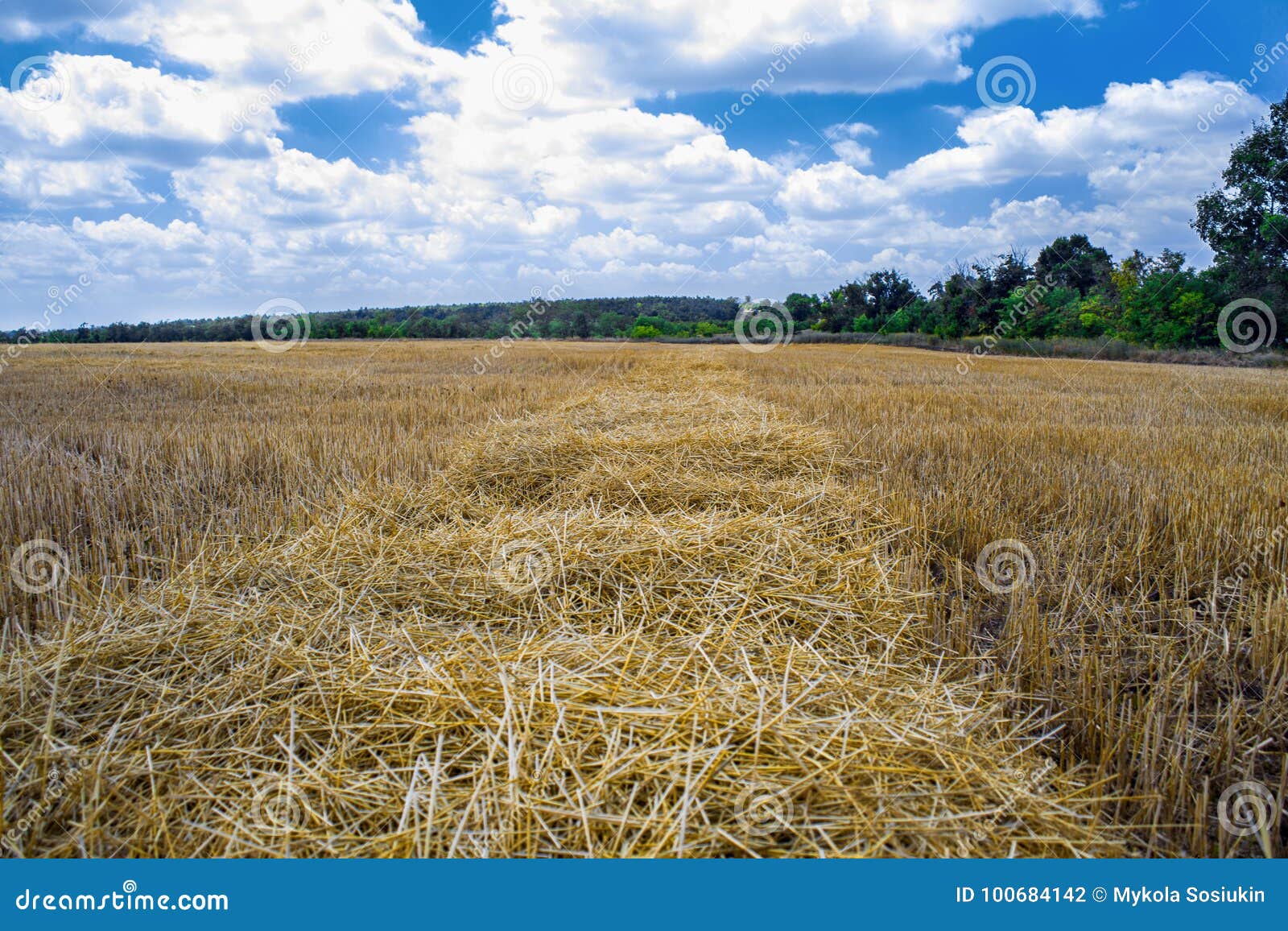 A Field of Crops after Harvesting in the Summer Sunshine Stock Photo ...