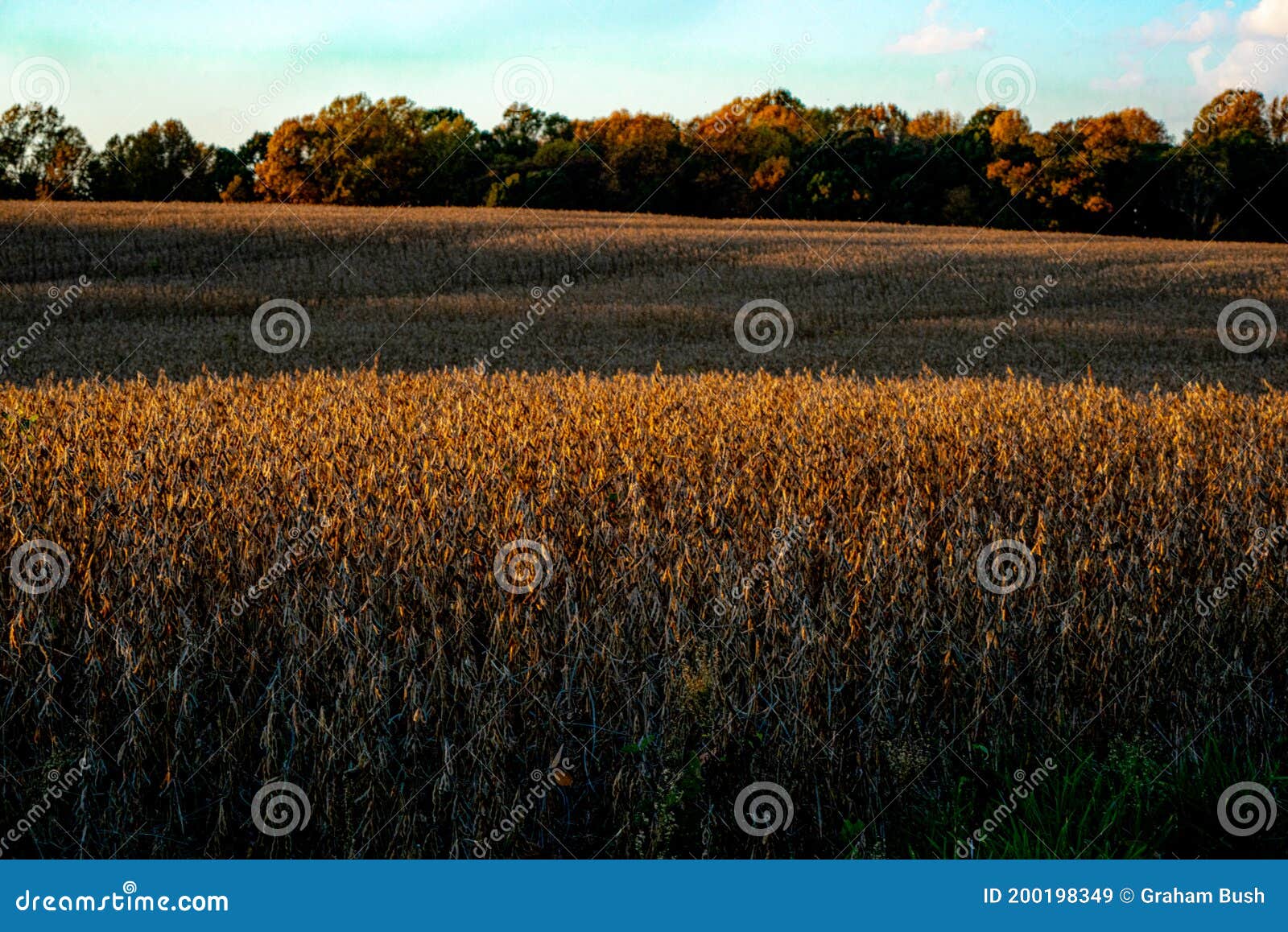 Field of Crops in Late Autumn with Sun Stock Image - Image of autumn ...