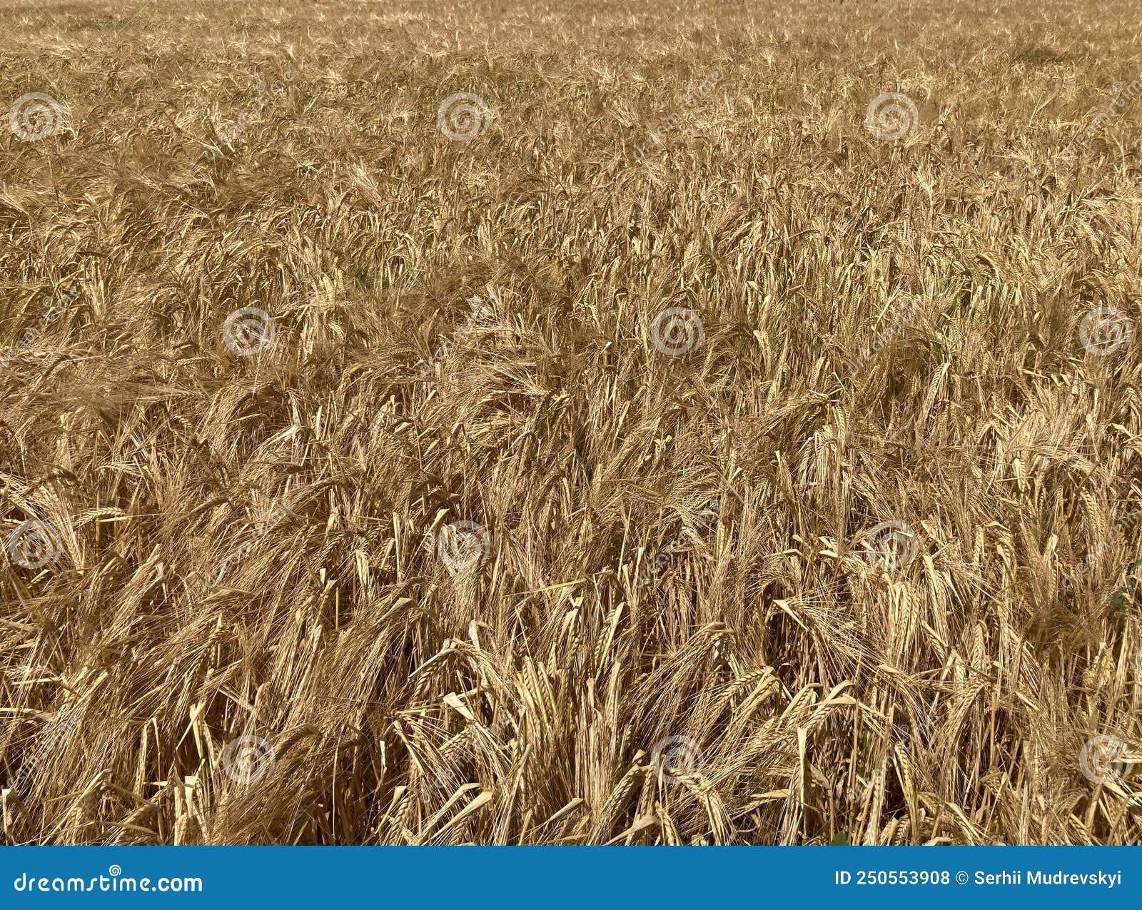 The Field of Crops is Ripe for Harvest. Field of Cereals Stock Photo ...