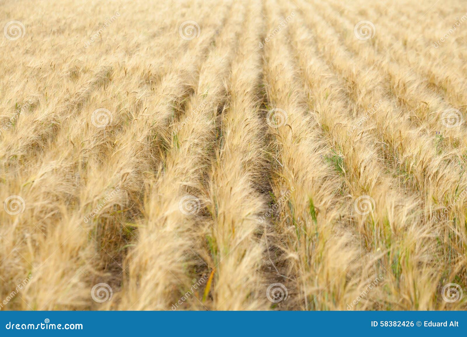 Field crops stock photo. Image of crops, grain, land - 58382426