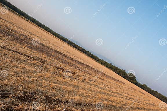 Field crops at summer stock image. Image of landscaped - 186905839