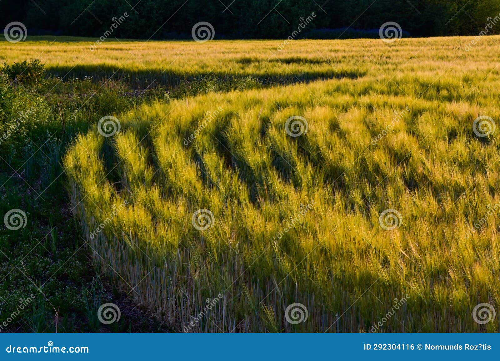 A field of crops in sunset stock photo. Image of wetland - 292304116