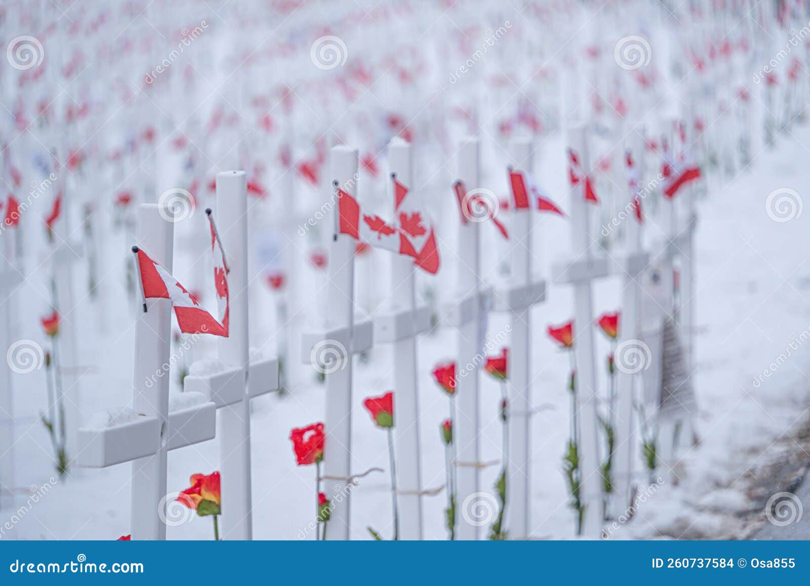 Field of Crosses To Mark Canada& X27;s Remembrance Day Stock Photo ...
