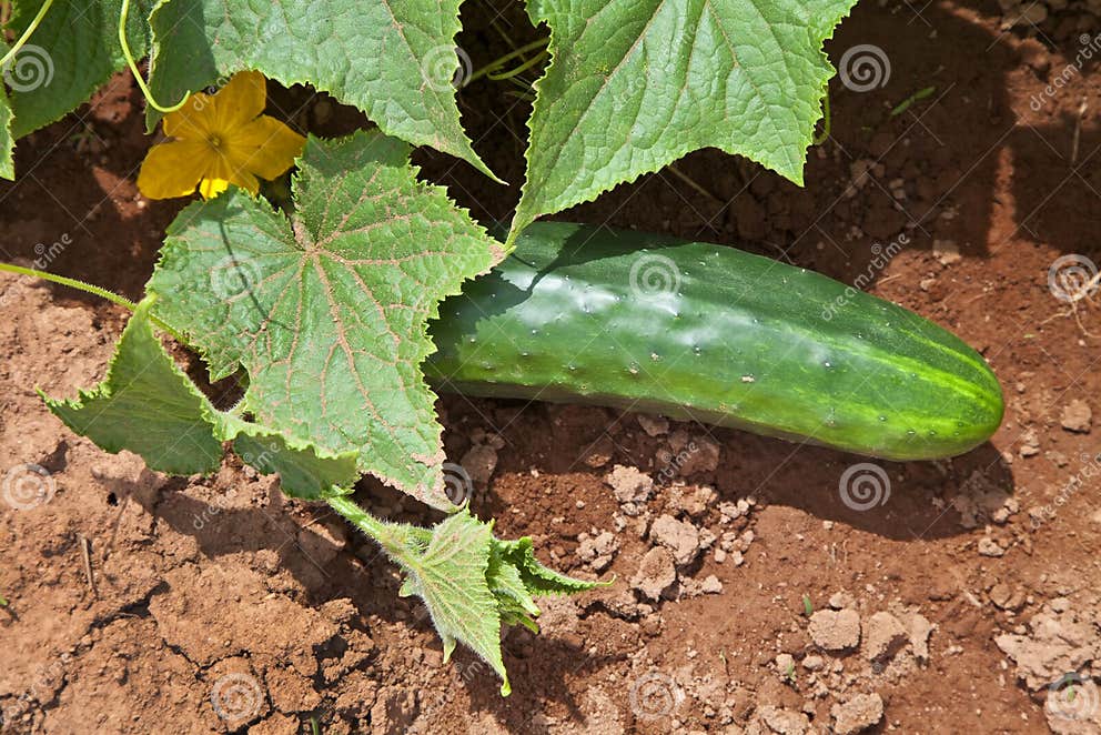 Field Cucumber stock image. Image of color, leaf, field - 22946195