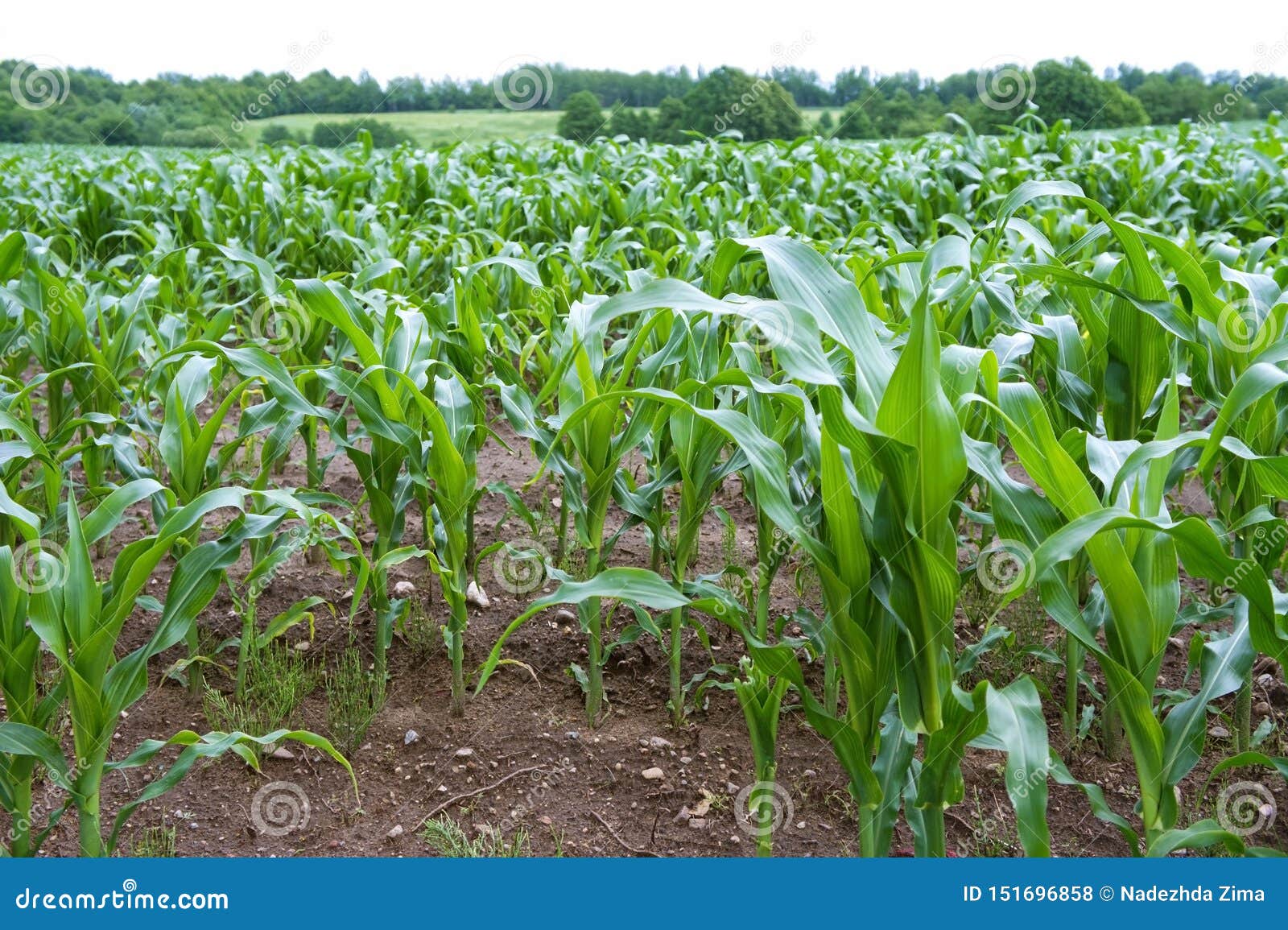 Field of Cultivated Corn, Grown Corn Stalks Agricultural Stock Photo ...
