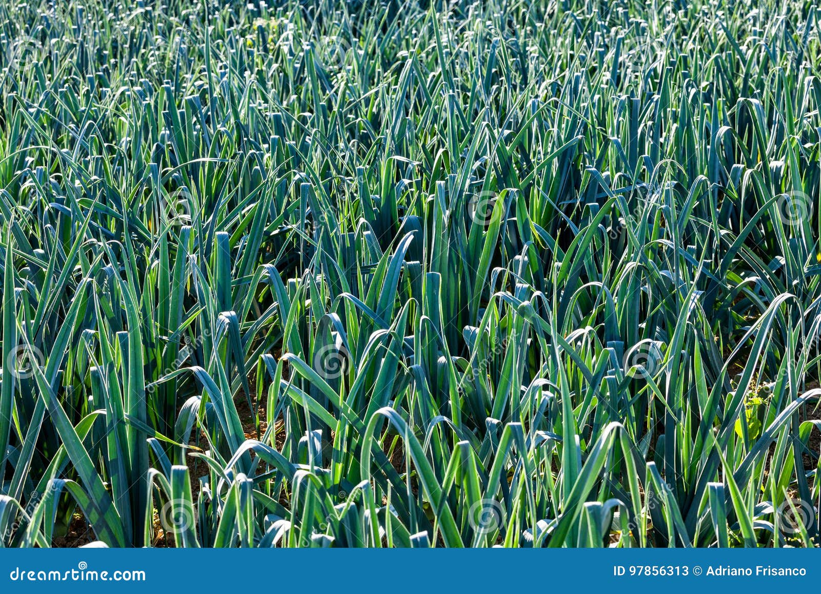 Field Cultivated with Leeks Stock Image - Image of leeks, harvesting ...