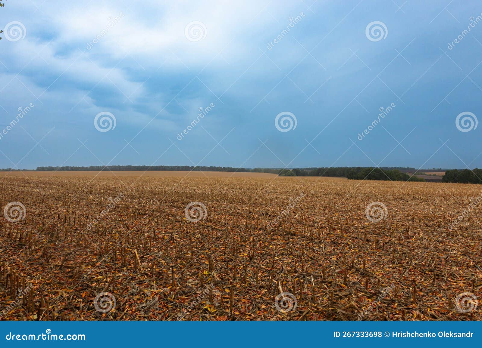 Field with Cut Corn. Corn Cuttings in the Field Stock Photo - Image of ...