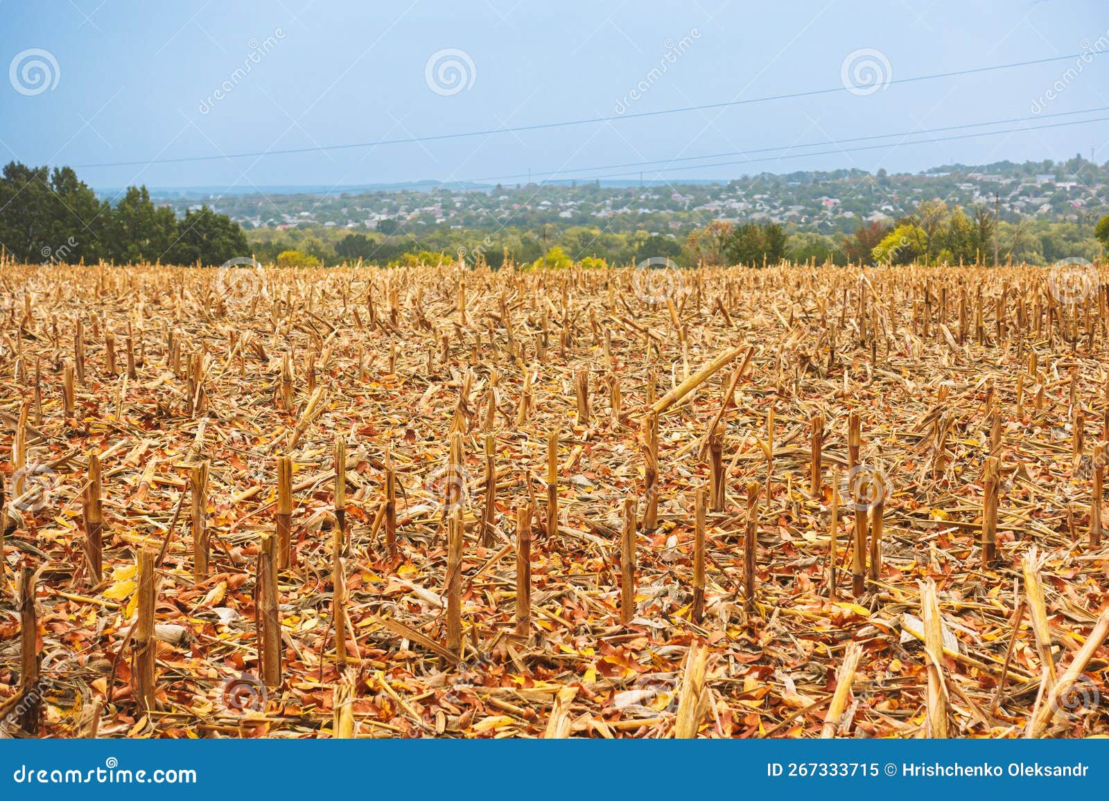 Field with Cut Corn. Corn Cuttings in the Field Stock Image - Image of ...