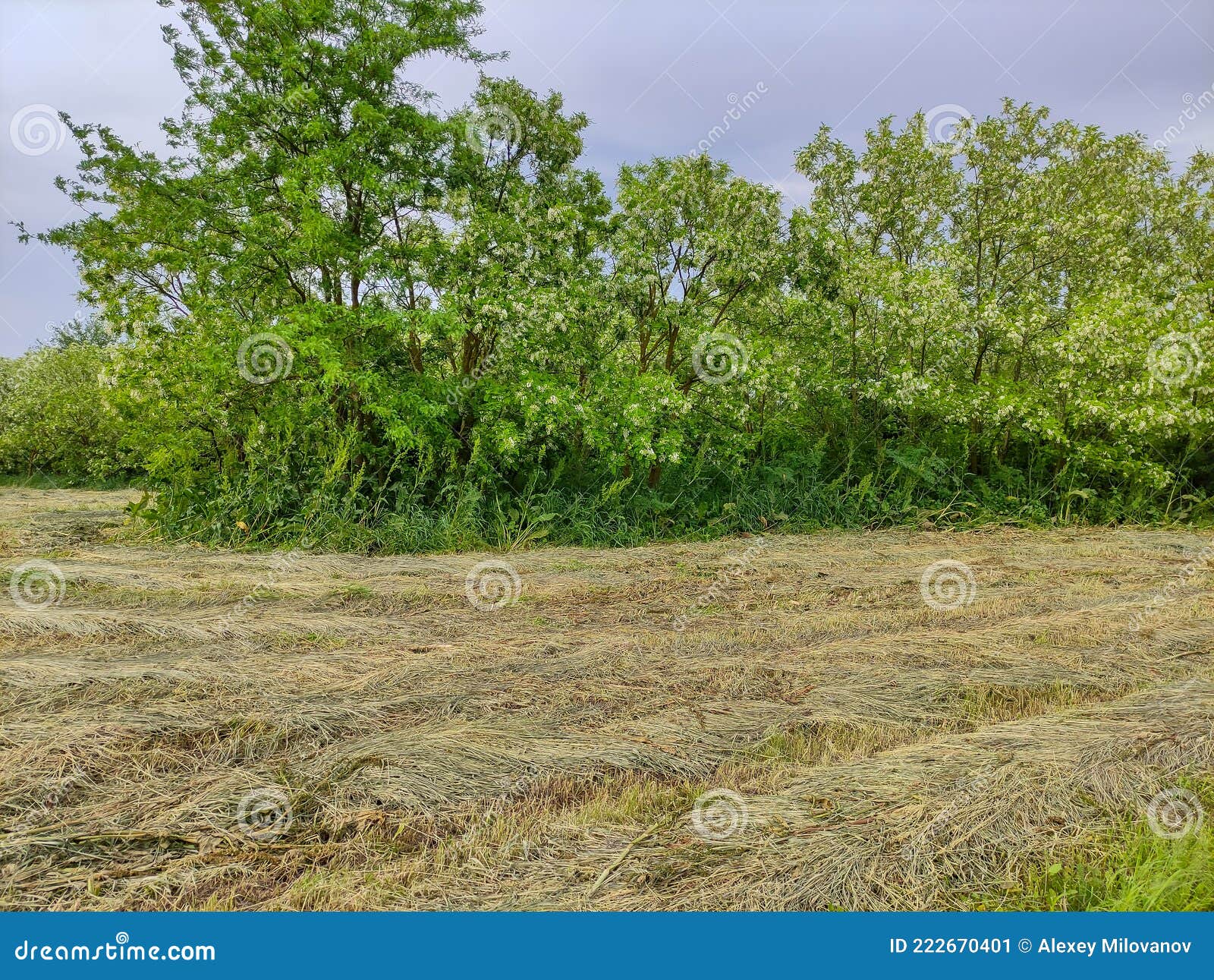 Field of Cut Grass, Hay Making Stock Image - Image of produce, autumn ...