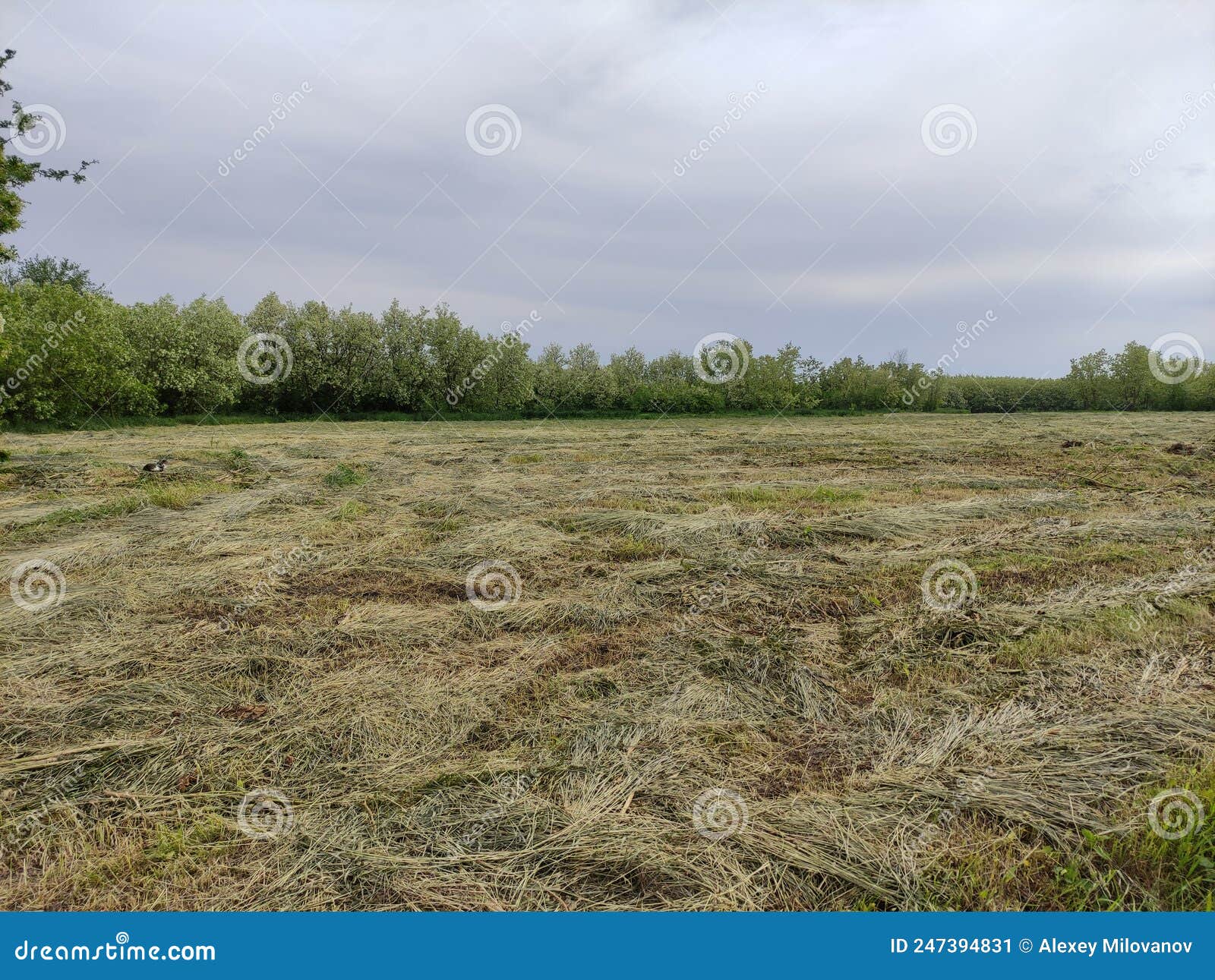 Field of Cut Grass, Hay Making Stock Image - Image of produce, farm ...