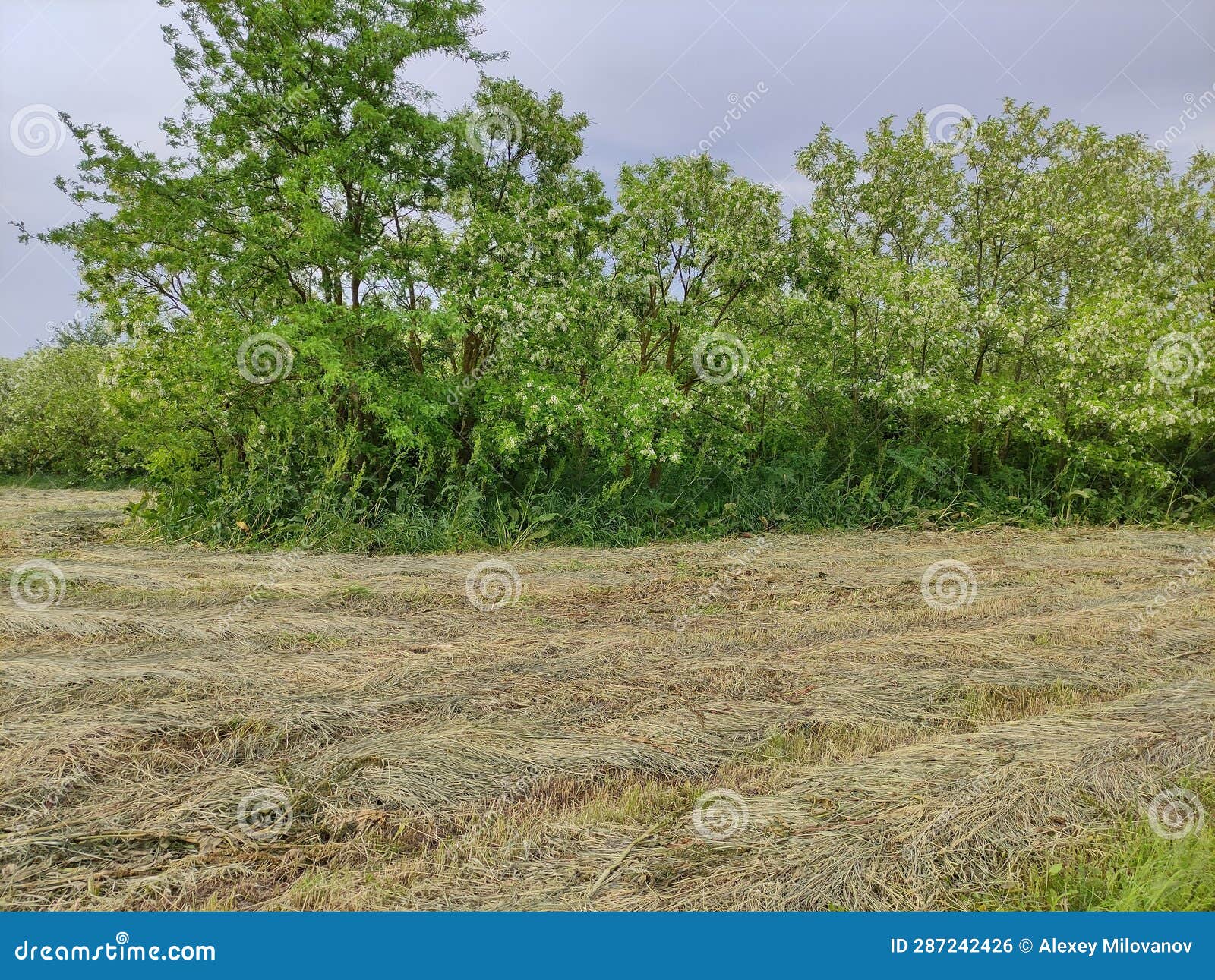 Field of Cut Grass, Hay Making Stock Photo - Image of harvest, meadow ...
