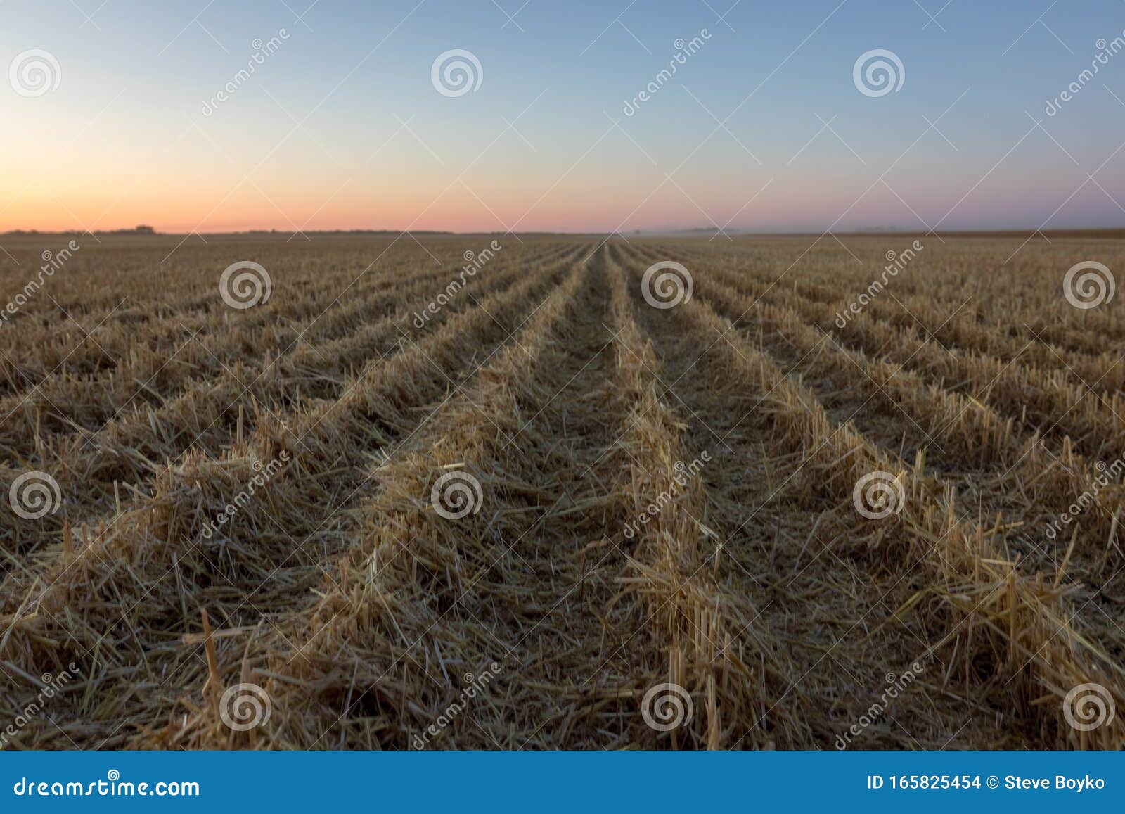 Field of Cut Prairie Wheat at Sunset Stock Photo - Image of field ...