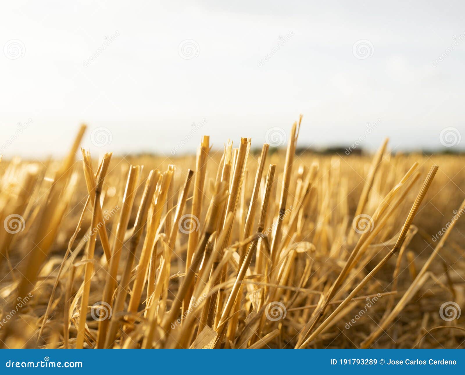 Field of Cut Straw Cloudy Day Stock Image - Image of country, gold ...