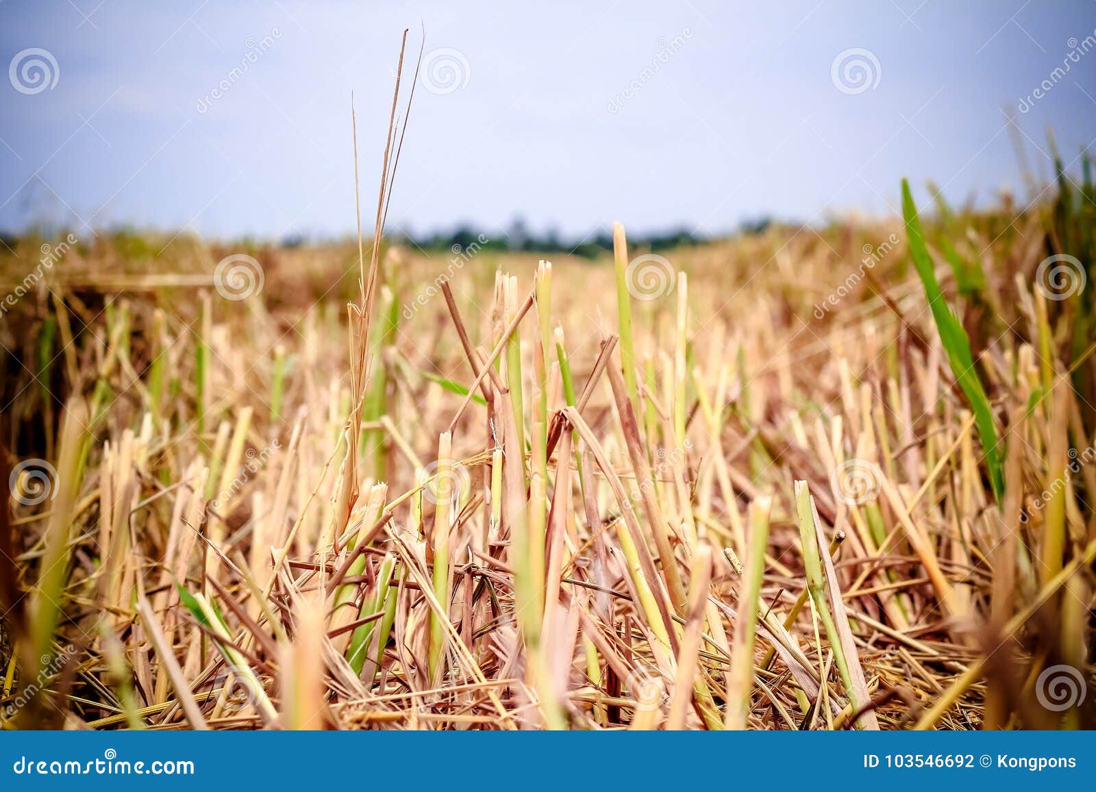Field of cut wheat stock photo. Image of blurred, field - 103546692