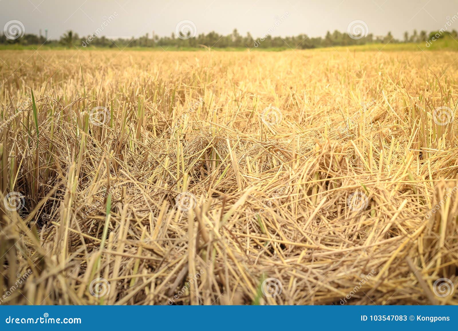 Field of cut wheat stock image. Image of sticky, background - 103547083