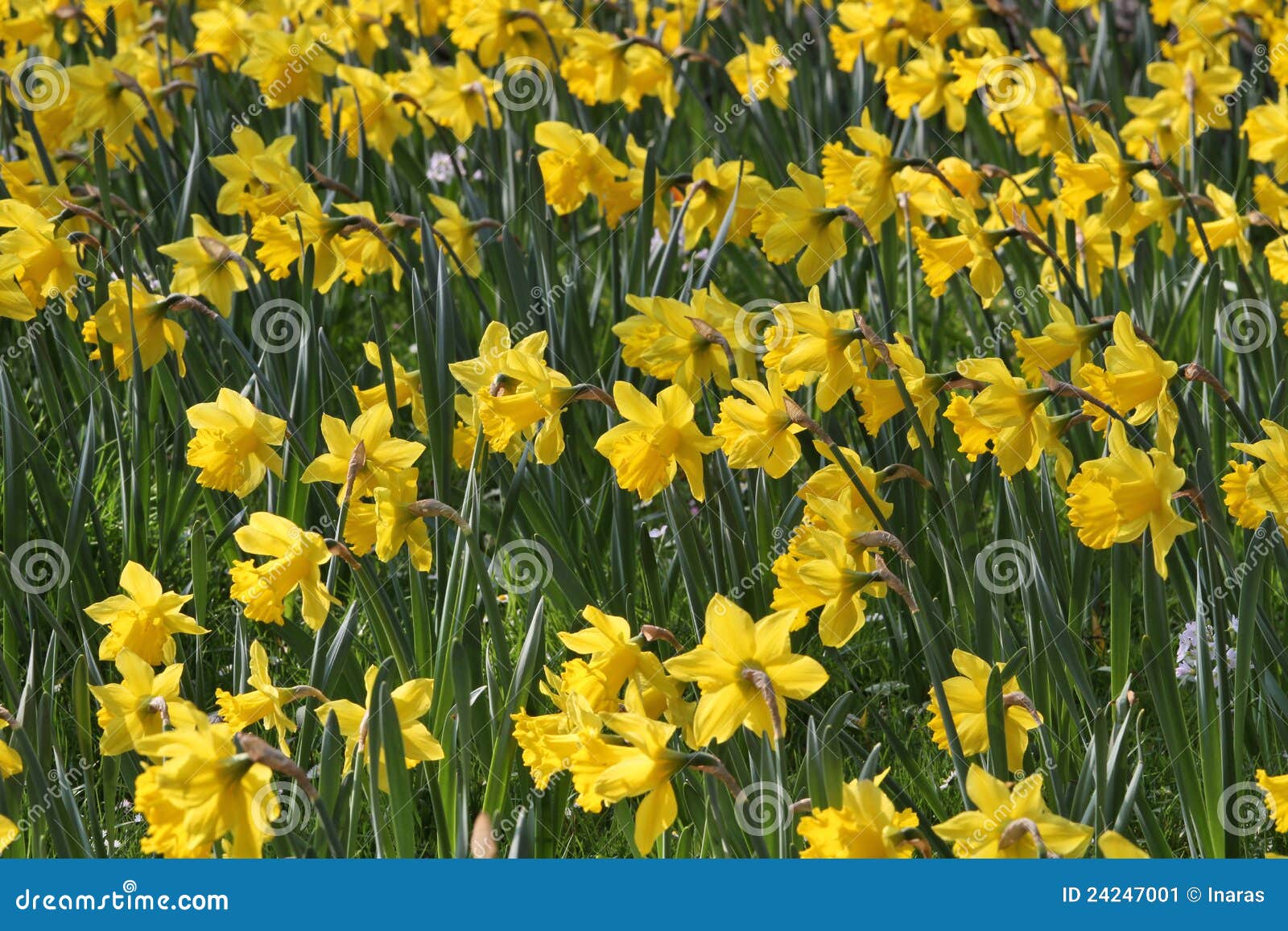 Field of Daffodils stock image. Image of freshness, bulb - 24247001