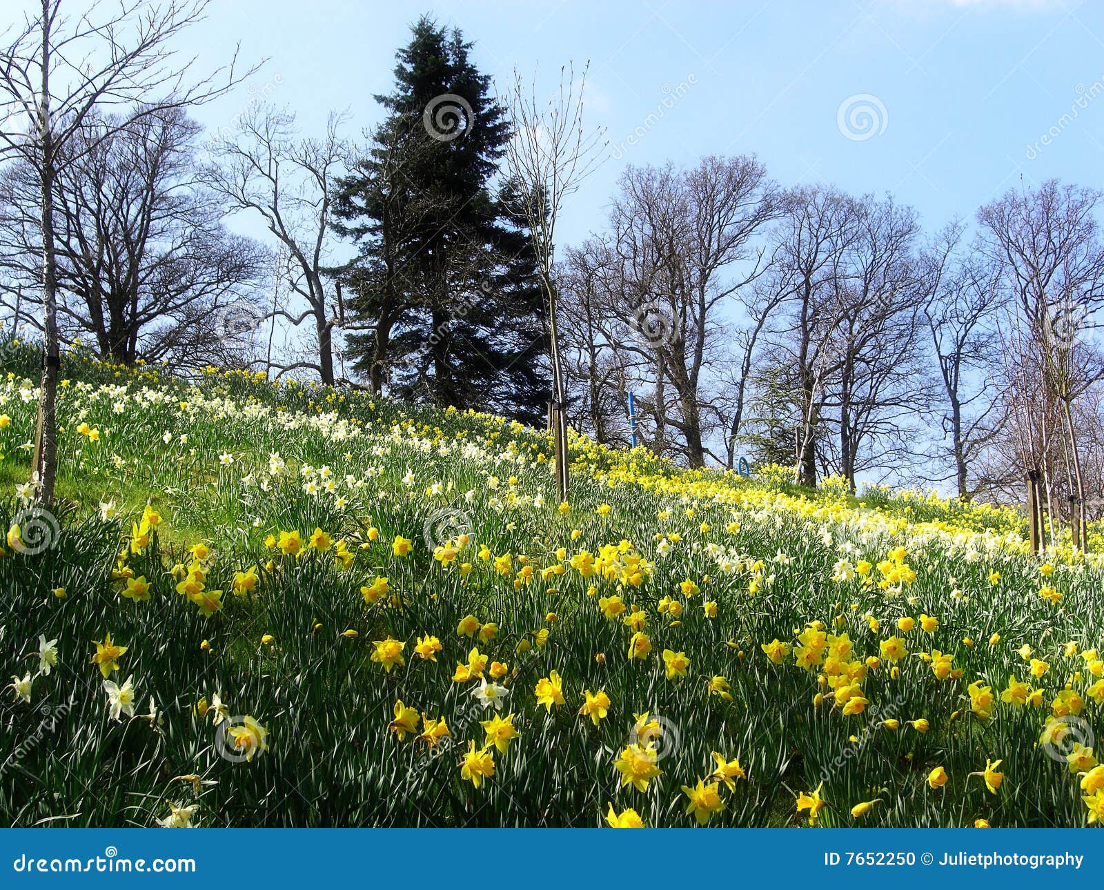 Field of daffodils stock photo. Image of blossom, blooming - 7652250