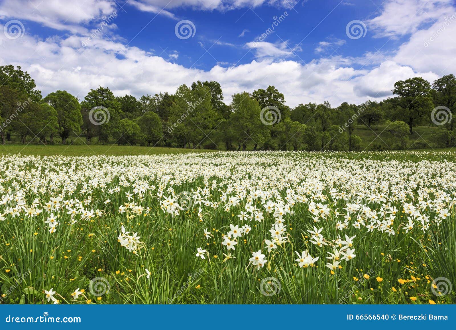Field of Daffodils Blooming in Spring Stock Photo - Image of flower ...
