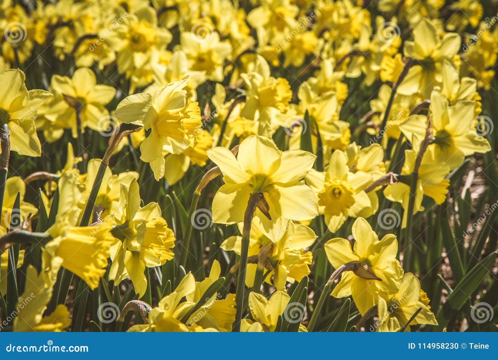 Field of Daffodils stock photo. Image of blossom, head - 114958230