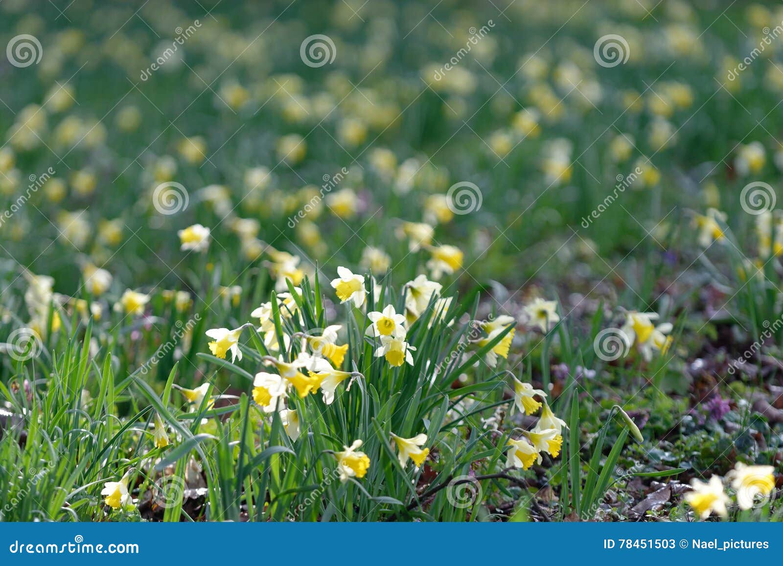 Field of daffodils stock image. Image of stamina, nature - 78451503