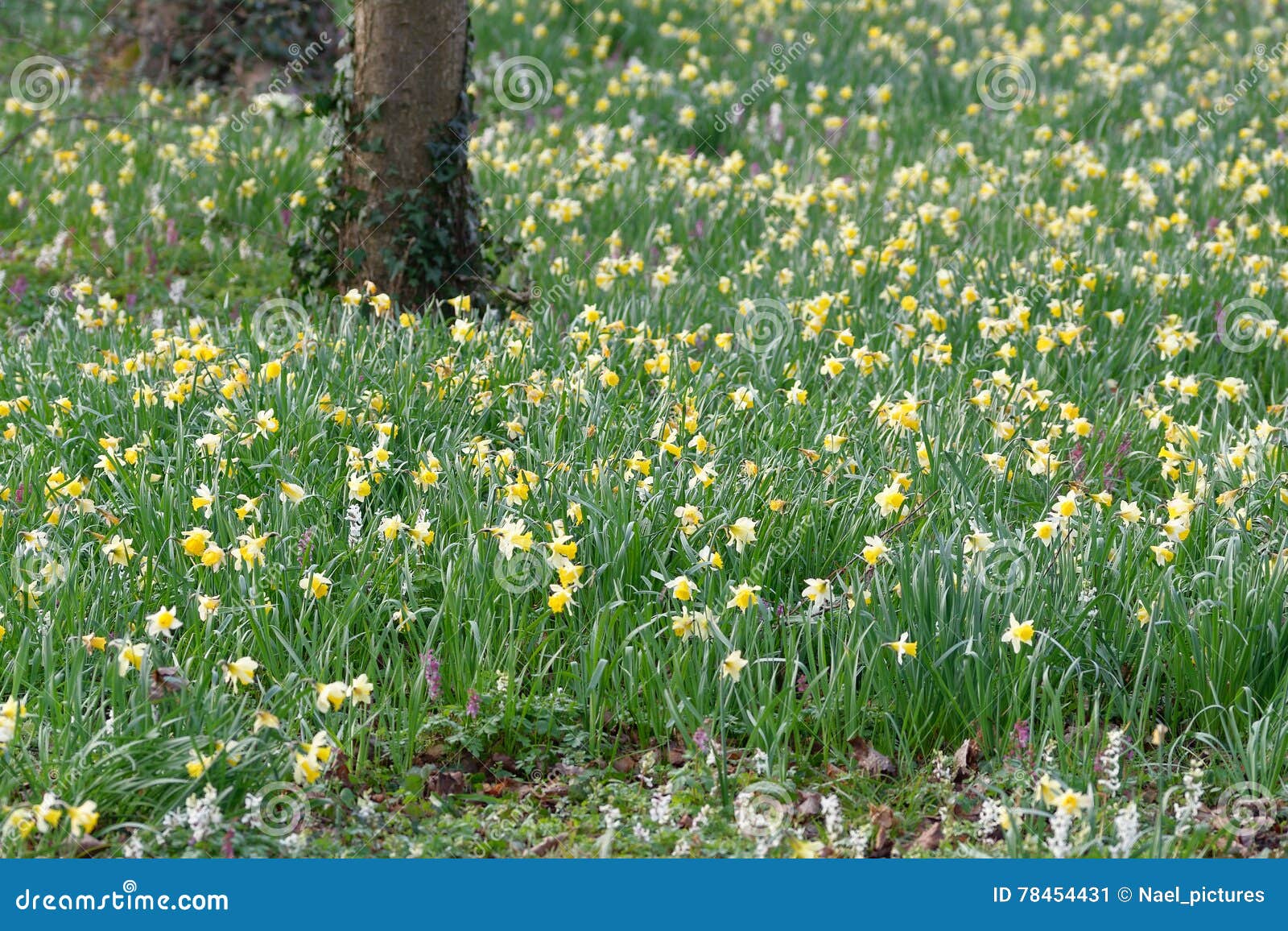 Field of daffodils stock image. Image of green, yellow - 78454431