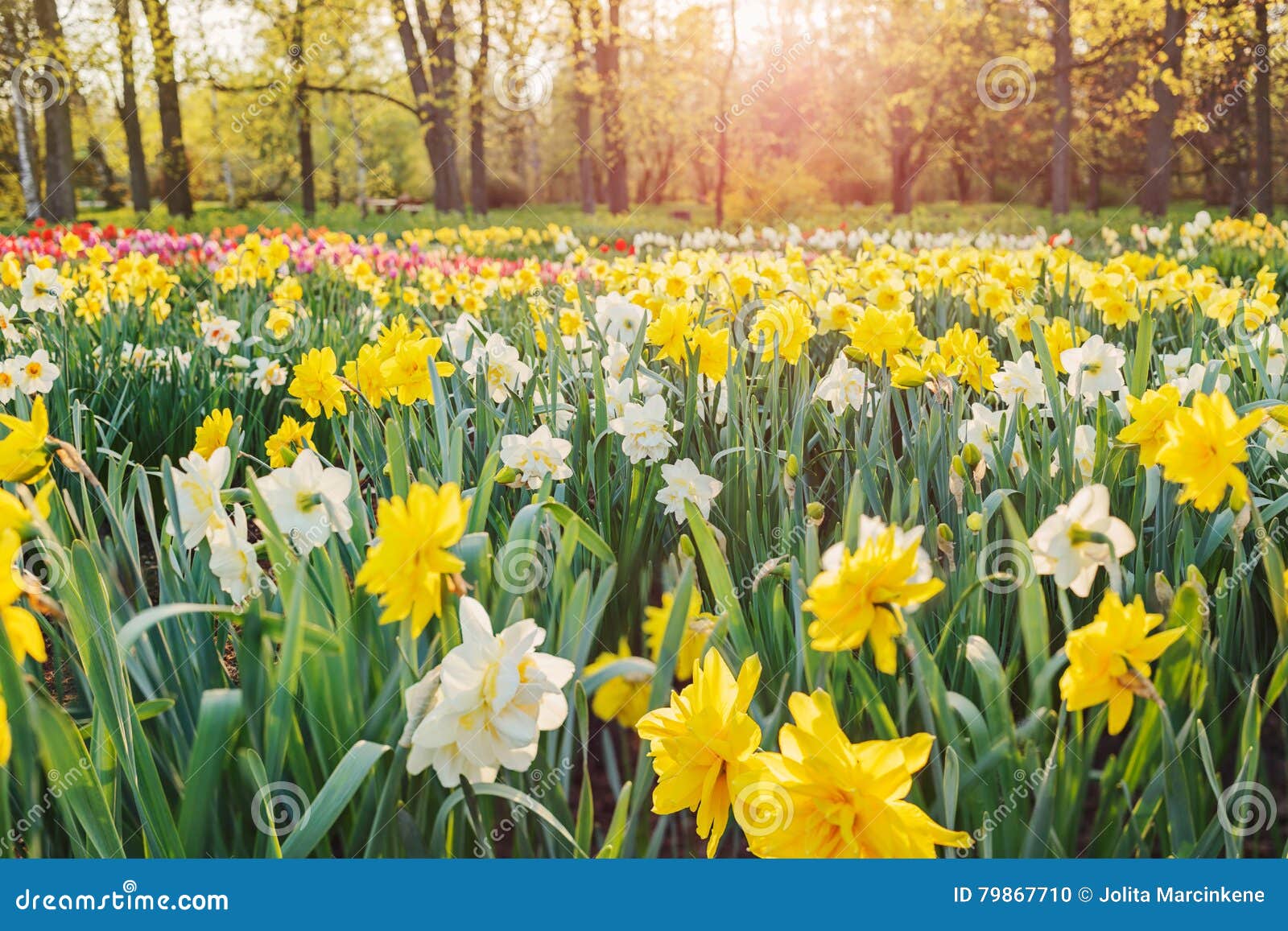 Field of daffodils stock photo. Image of easter, nature - 79867710