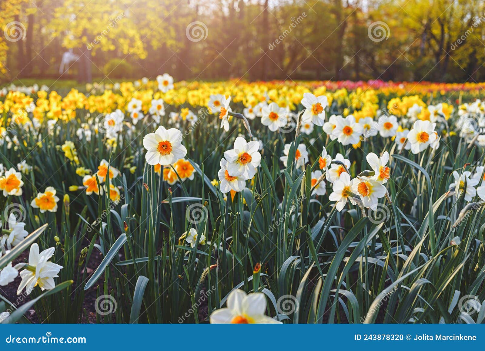 A field of daffodils stock photo. Image of evening, season - 243878320