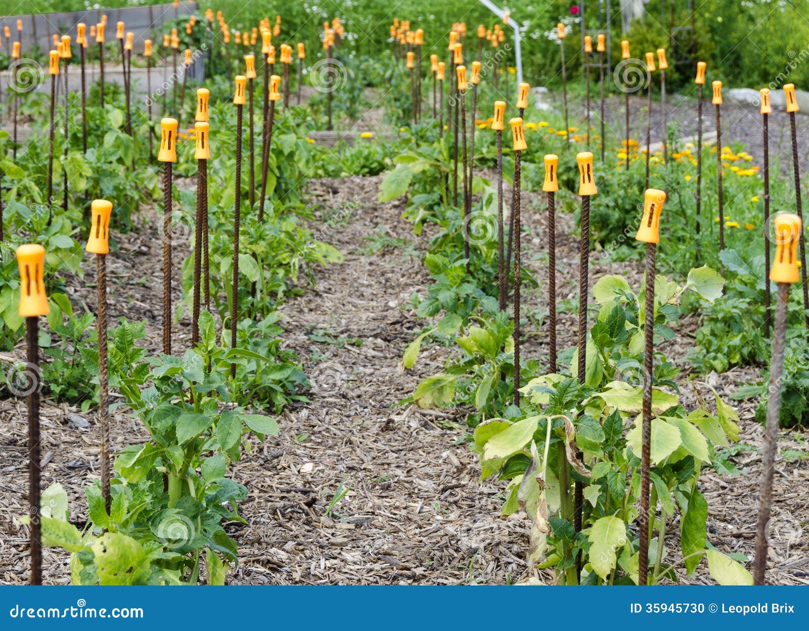 Field of Dahlia-plants with Dibble Sticks Stock Photo - Image of soil ...