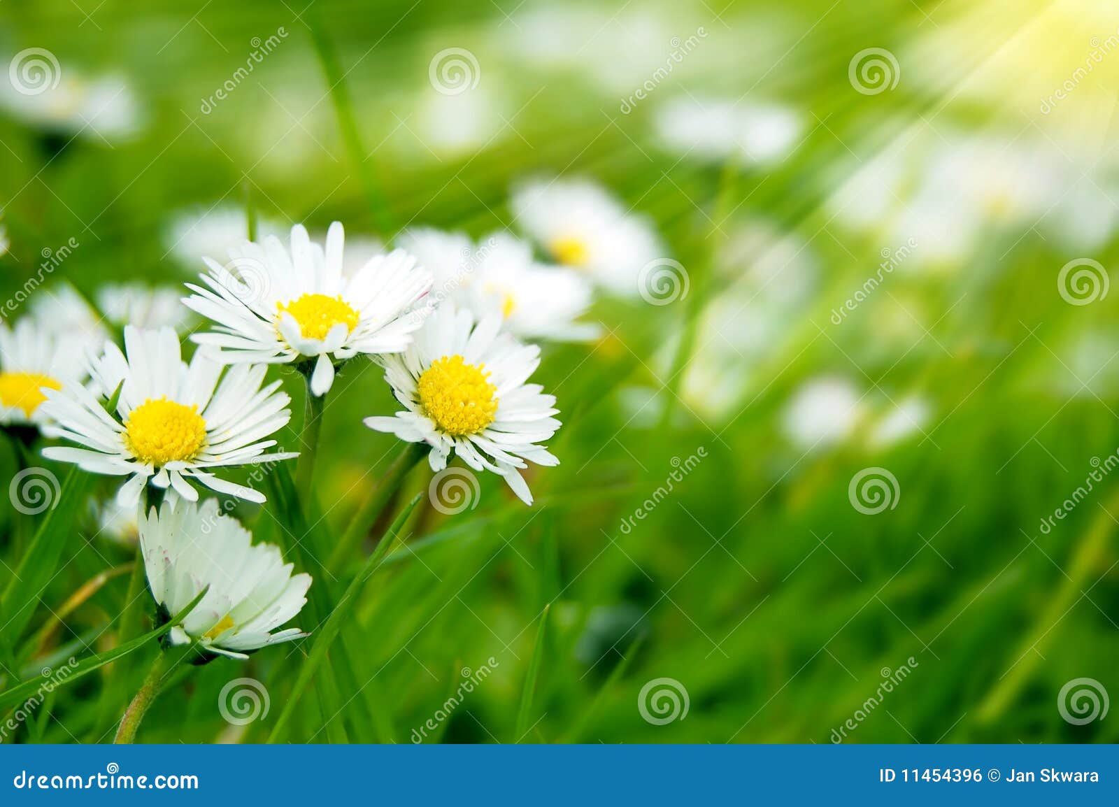 Field of daises stock photo. Image of lawn, grass, environment - 11454396