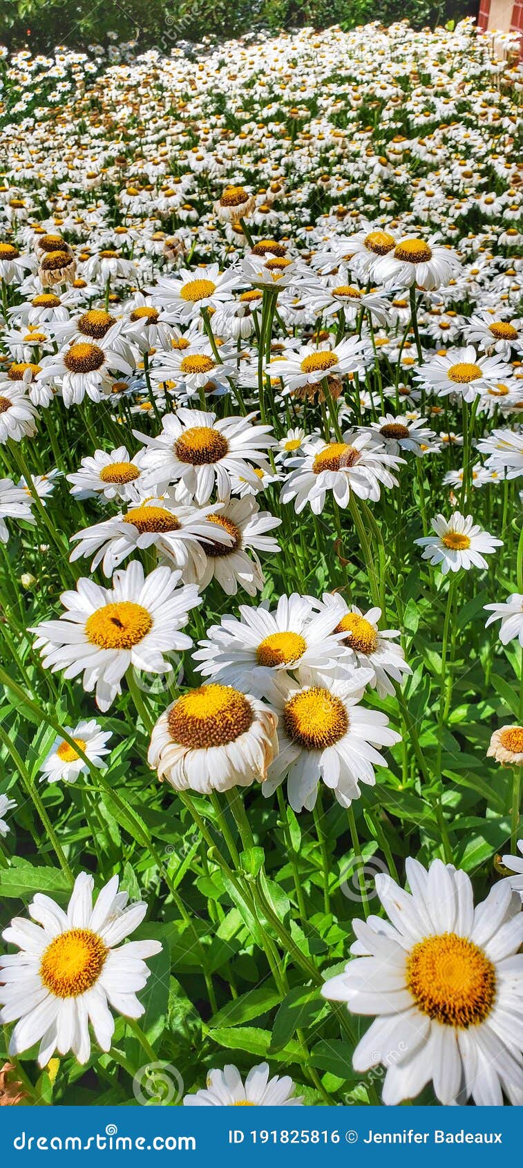 Field of daises stock photo. Image of daiseys, flower - 191825816