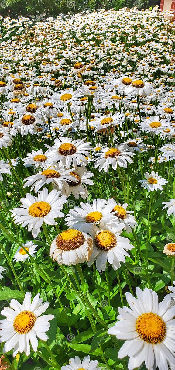 Field of daises stock photo. Image of daiseys, flower - 191825816