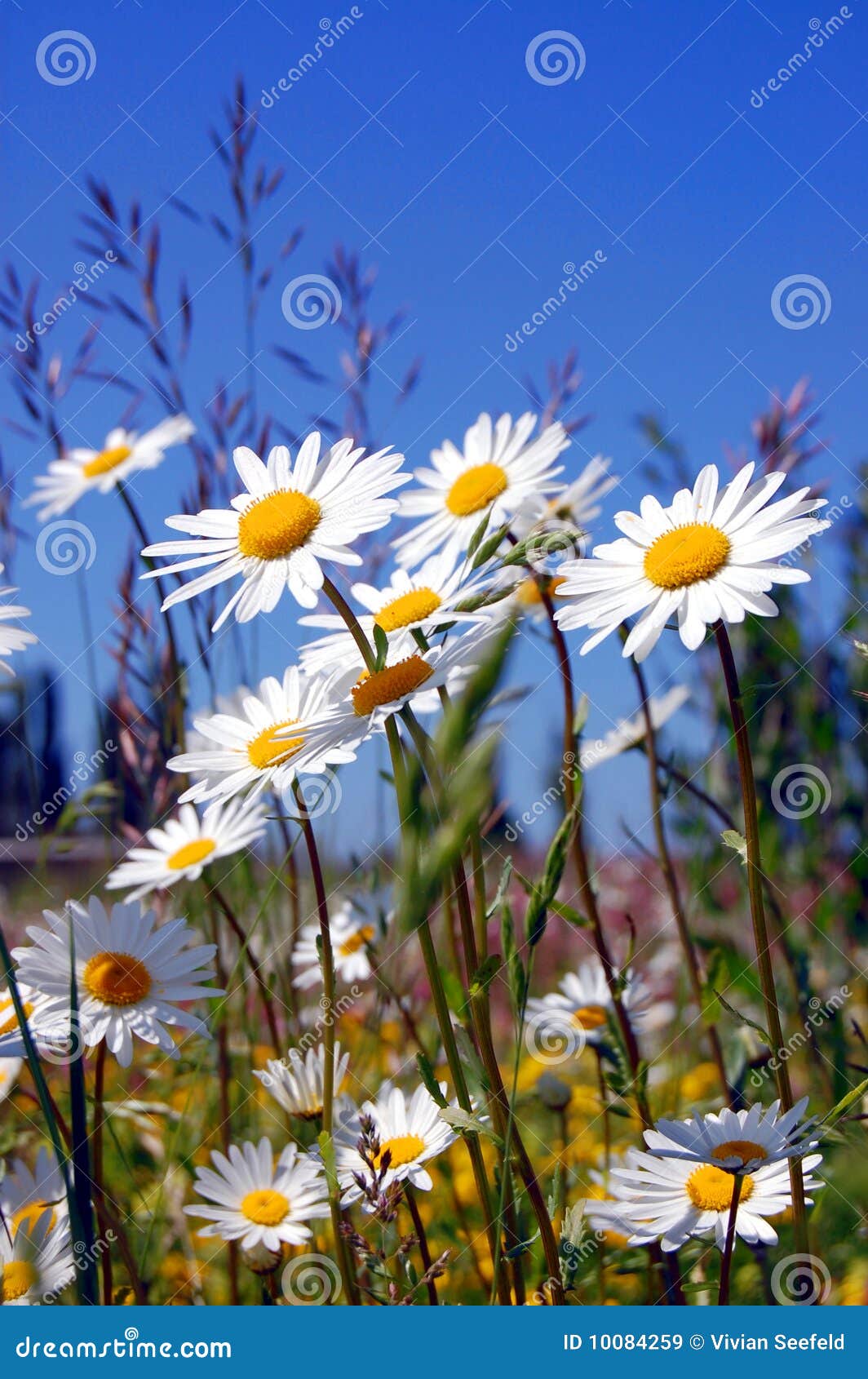 Field of daisies stock image. Image of grow, flowers - 10084259