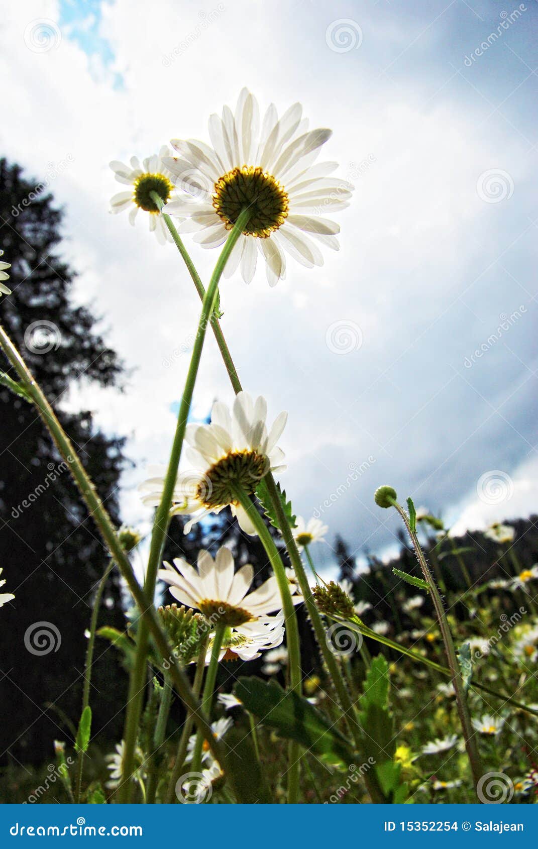 Field of daisies stock photo. Image of farm, horizon - 15352254