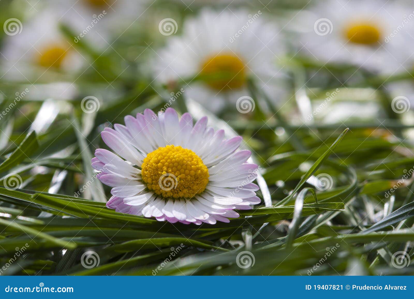 Field of daisies stock image. Image of fresh, nature - 19407821