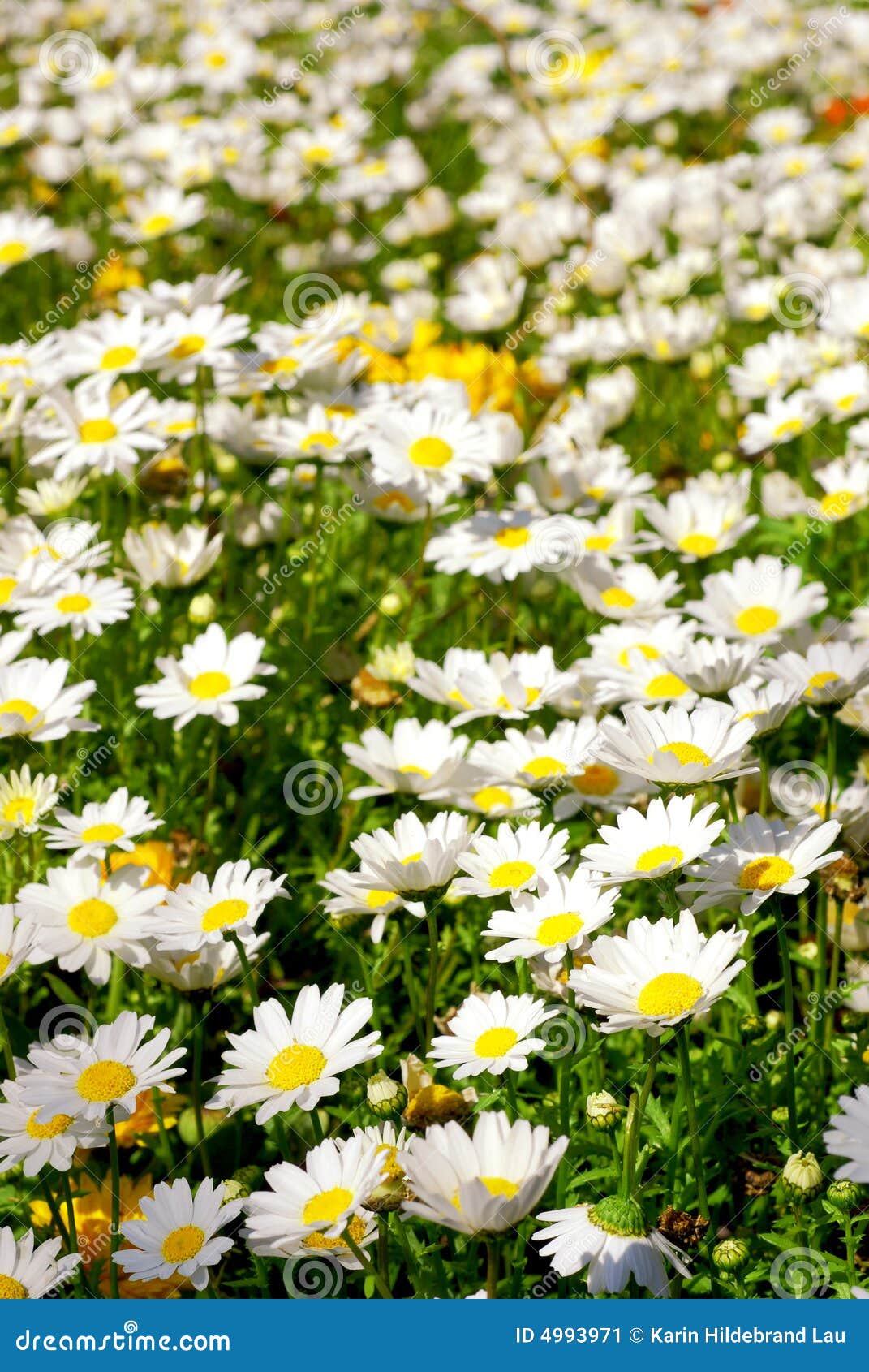 Field of Daisies stock image. Image of daisy, sunny, spring - 4993971
