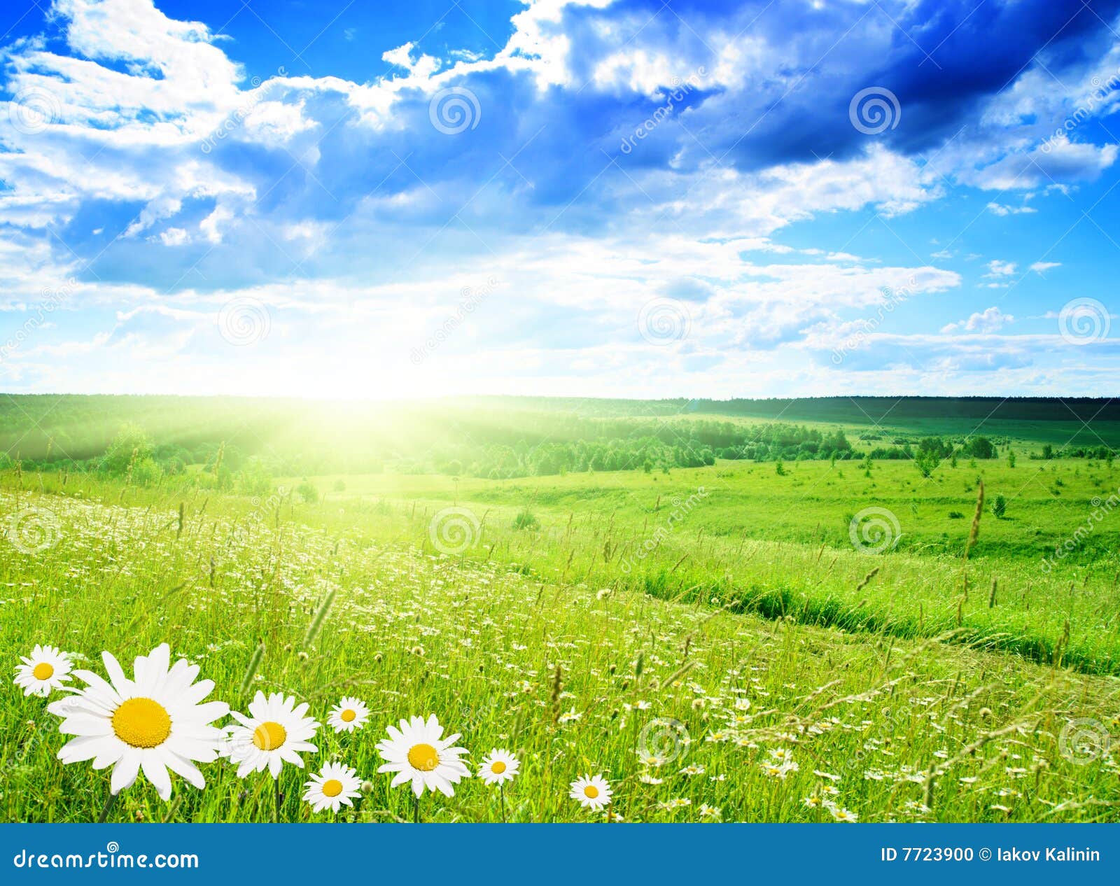 Field of daisies stock photo. Image of grow, daisy, countryside - 7723900