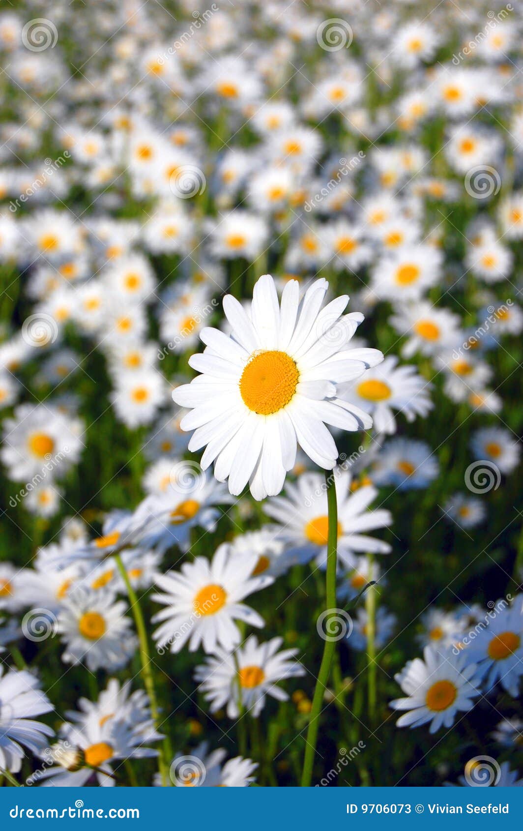 Field of daisies stock image. Image of outdoor, farm, green - 9706073