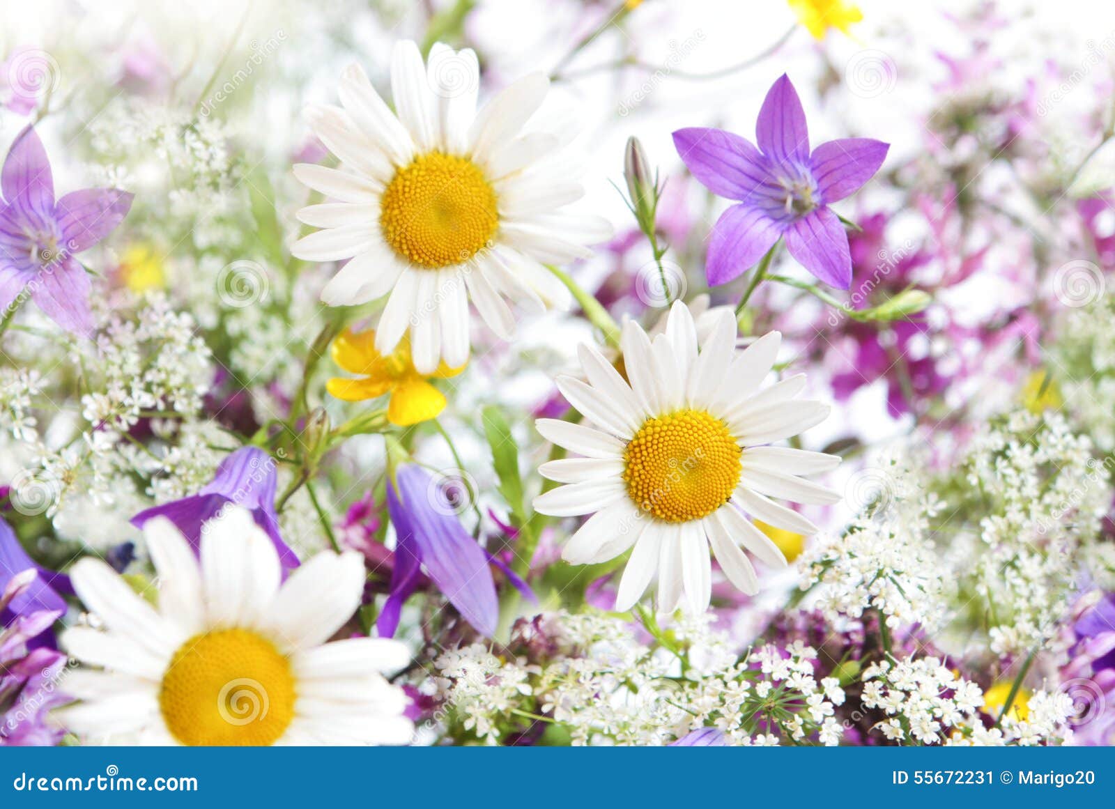 Field of daisies. stock image. Image of light, sunny - 55672231