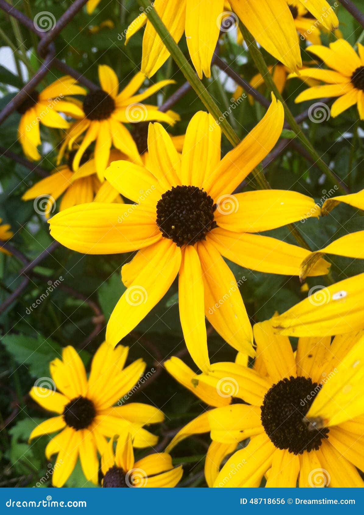 Field of Daisies stock photo. Image of daisies, yellow - 48718656