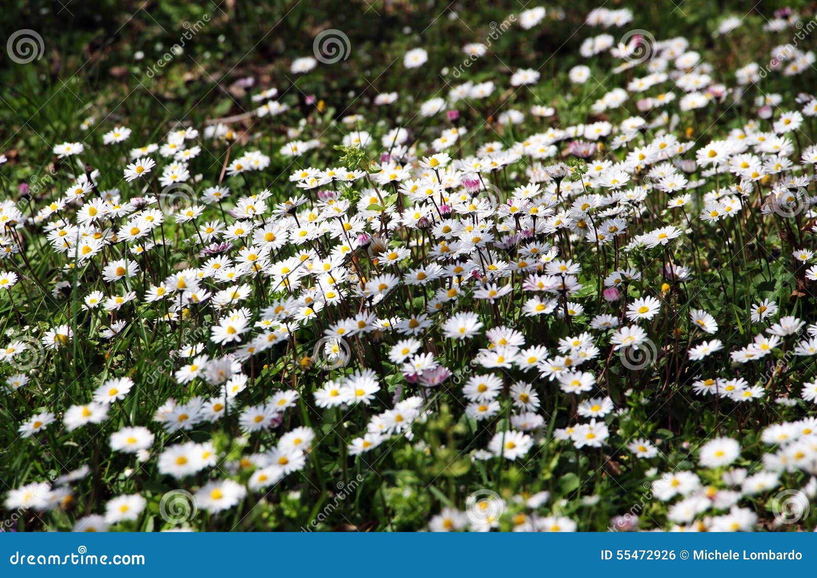 Field of Daisies in Bloom, Miniature Style Stock Photo - Image of ...