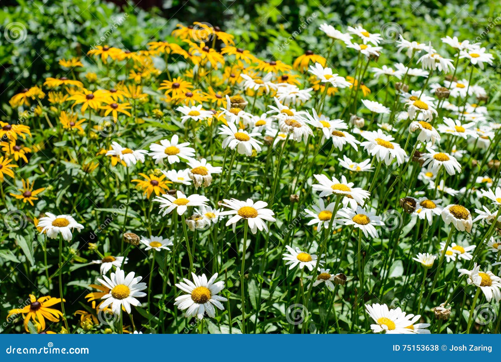 Field of Daisies stock photo. Image of meadow, flower - 75153638
