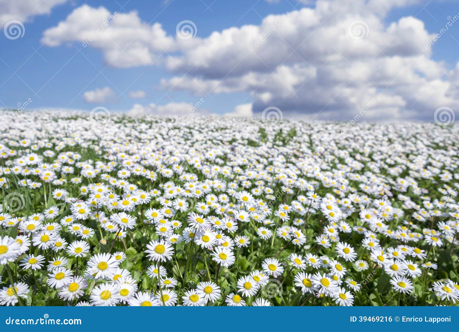 Field of daisies stock photo. Image of park, freedom - 39469216
